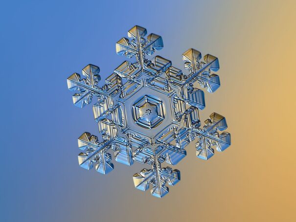 12 Macro Photographs By Alexey Kljatov Capturing The Delicate Intricacy ...