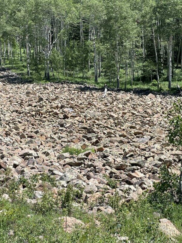 25 Of The Most Interesting Pics Of Camouflage People Have Submitted To ...
