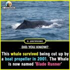 40 Surprising Posts Shared By A Daily Fact Page | DeMilked