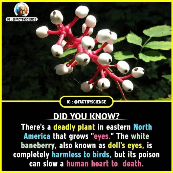 40 Surprising Posts Shared By A Daily Fact Page | DeMilked