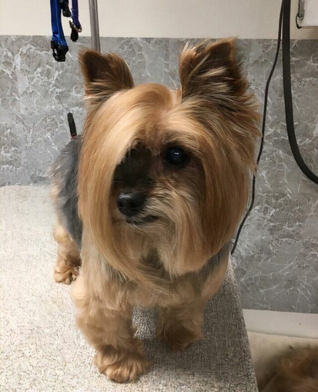 40 Of The Craziest Pet Haircuts That Left Owners Crying In Laughter ...
