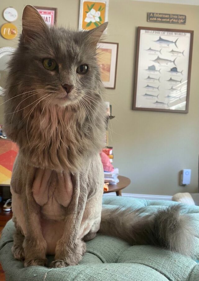 40 Of The Craziest Pet Haircuts That Left Owners Crying In Laughter ...