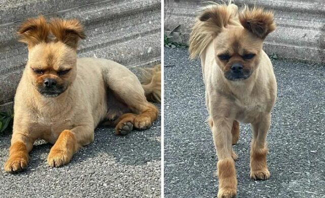 40 Of The Craziest Pet Haircuts That Left Owners Crying In Laughter ...