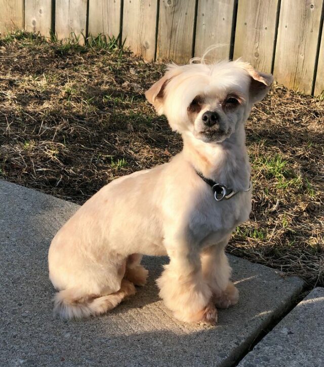 40 Of The Craziest Pet Haircuts That Left Owners Crying In Laughter ...