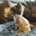 40 Of The Craziest Pet Haircuts That Left Owners Crying In Laughter ...