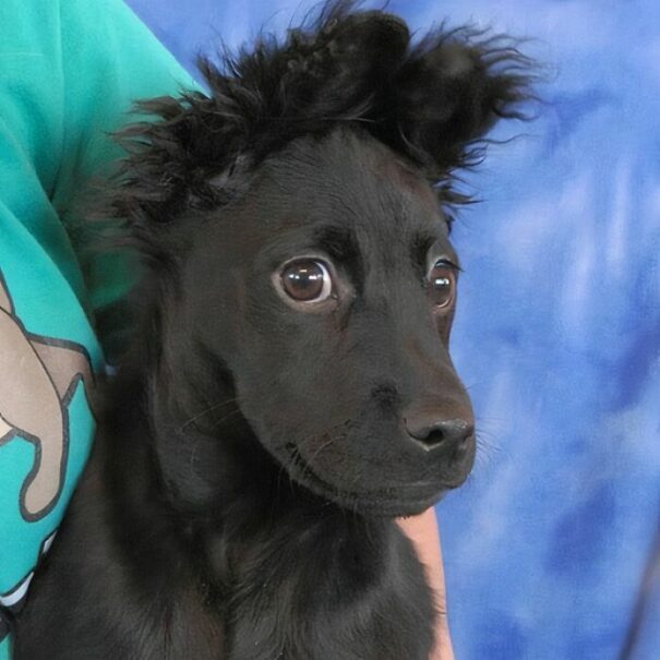40 Of The Craziest Pet Haircuts That Left Owners Crying In Laughter ...