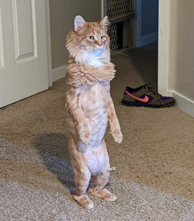 40 Of The Craziest Pet Haircuts That Left Owners Crying In Laughter ...