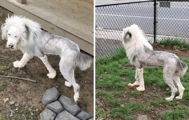40 Of The Craziest Pet Haircuts That Left Owners Crying In Laughter ...