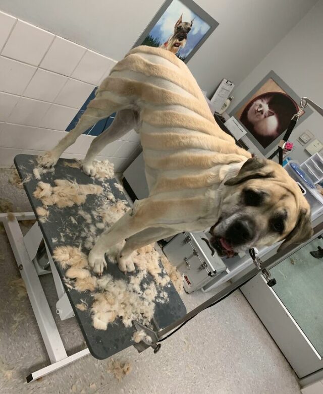 40 Of The Craziest Pet Haircuts That Left Owners Crying In Laughter ...