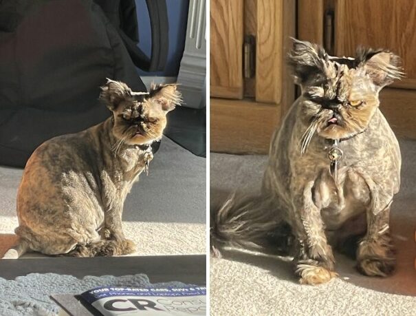 40 Of The Craziest Pet Haircuts That Left Owners Crying In Laughter ...