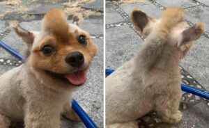 40 Of The Craziest Pet Haircuts That Left Owners Crying In Laughter ...