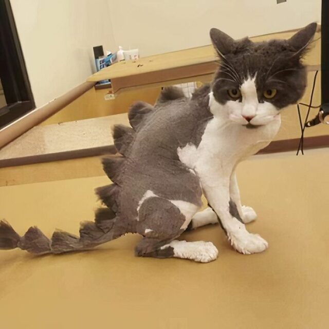 40 Of The Craziest Pet Haircuts That Left Owners Crying In Laughter ...