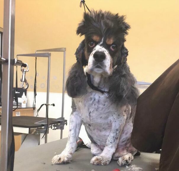 40 Of The Craziest Pet Haircuts That Left Owners Crying In Laughter ...
