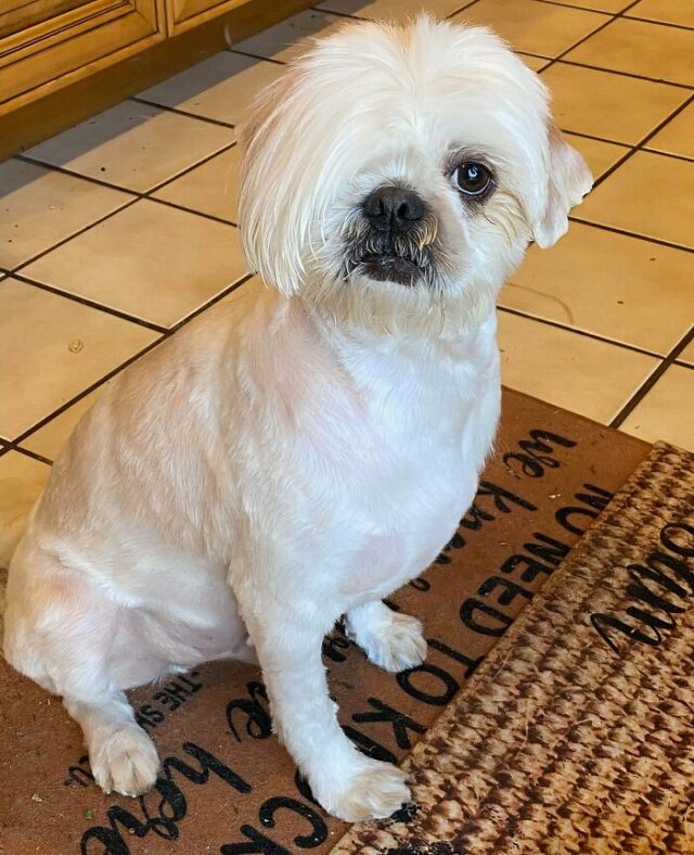 40 Of The Craziest Pet Haircuts That Left Owners Crying In Laughter ...