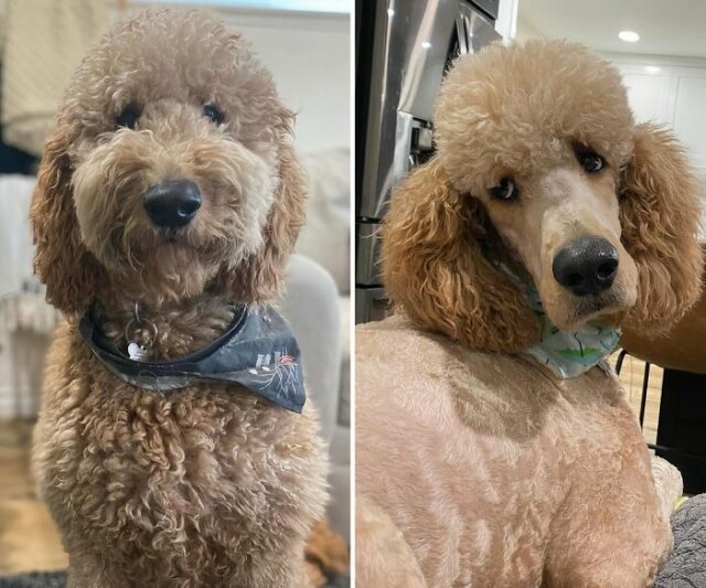 40 Of The Craziest Pet Haircuts That Left Owners Crying In Laughter ...
