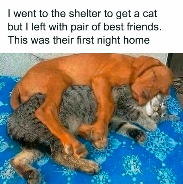 40 Of The Most Wholesome Dog Memes To Grace The Internet | DeMilked