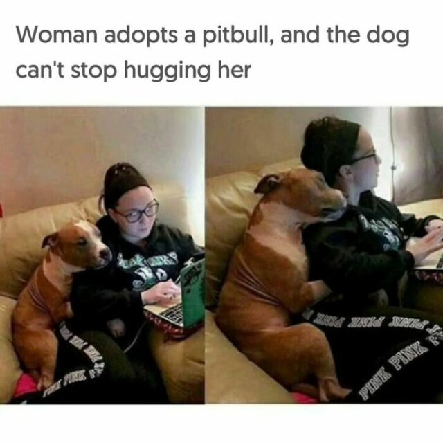 40 Of The Most Wholesome Dog Memes To Grace The Internet | DeMilked