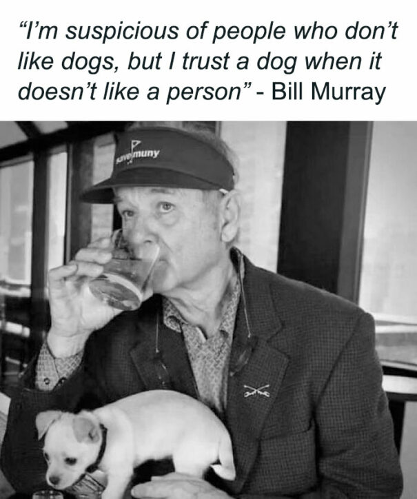 40 Of The Most Wholesome Dog Memes To Grace The Internet | DeMilked