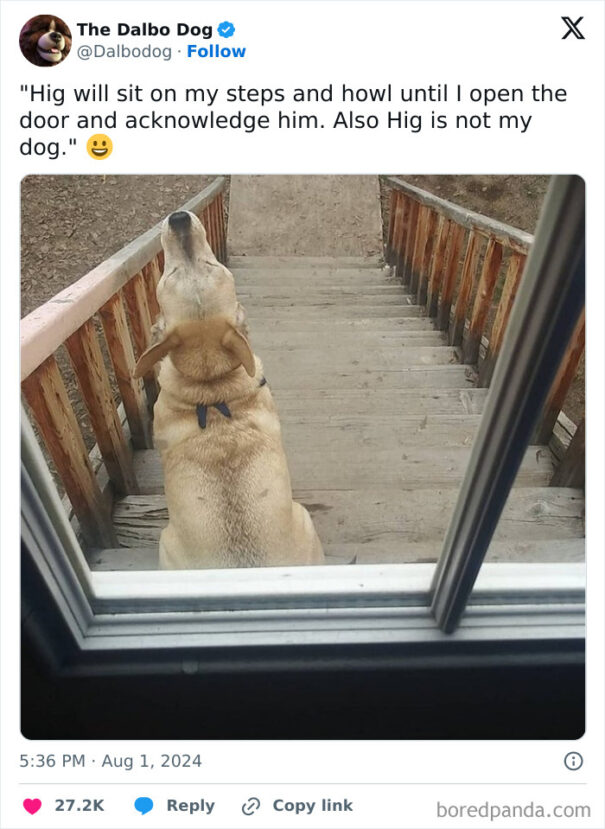40 Of The Most Wholesome Dog Memes To Grace The Internet | DeMilked