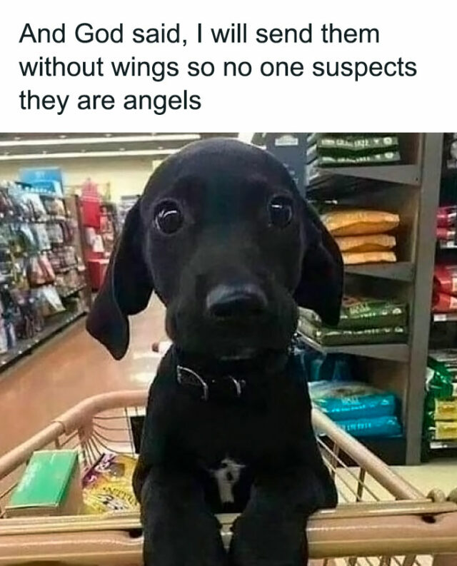 40 Of The Most Wholesome Dog Memes To Grace The Internet | DeMilked