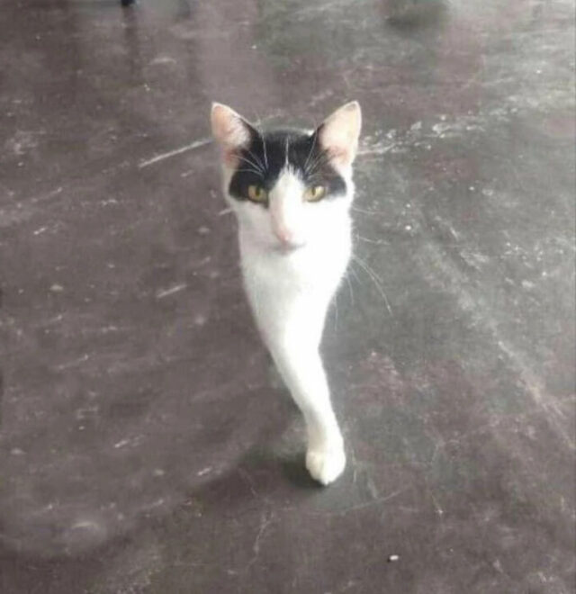 25 Confusing Photos Which Prove That Perspective Matters | DeMilked