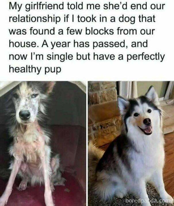35 Wholesome Animal Memes To Help You Forget About Your Troubles For A ...
