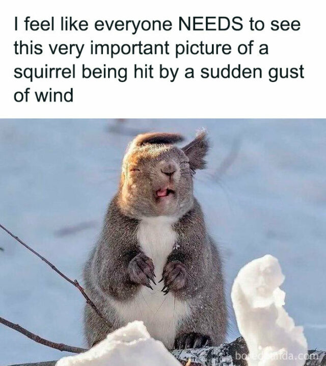 35 Wholesome Animal Memes To Help You Forget About Your Troubles For A ...