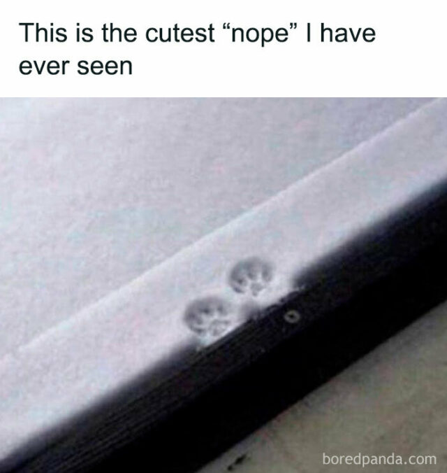 35 Wholesome Animal Memes To Help You Forget About Your Troubles For A ...