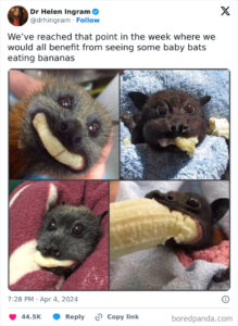 35 Wholesome Animal Memes To Help You Forget About Your Troubles For A ...