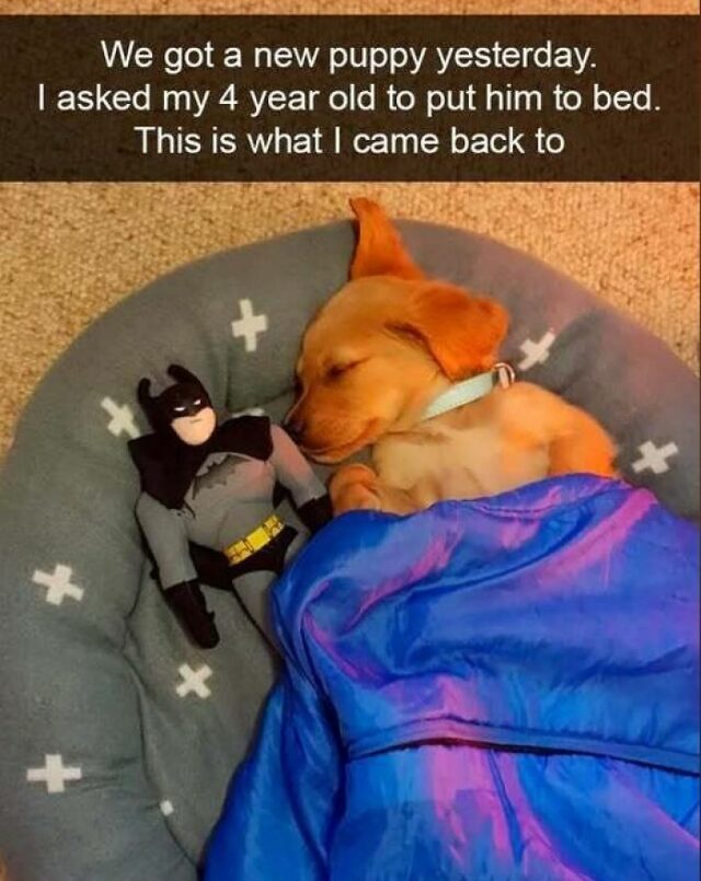 35 Wholesome Animal Memes To Help You Forget About Your Troubles For A ...
