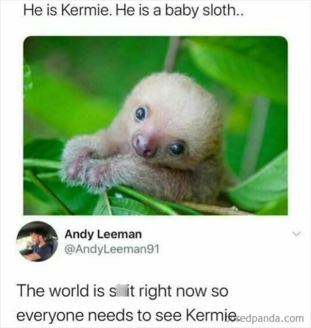 35 Wholesome Animal Memes To Help You Forget About Your Troubles For A ...