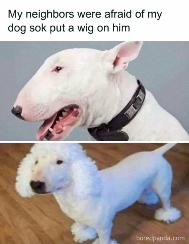35 Wholesome Animal Memes To Help You Forget About Your Troubles For A ...