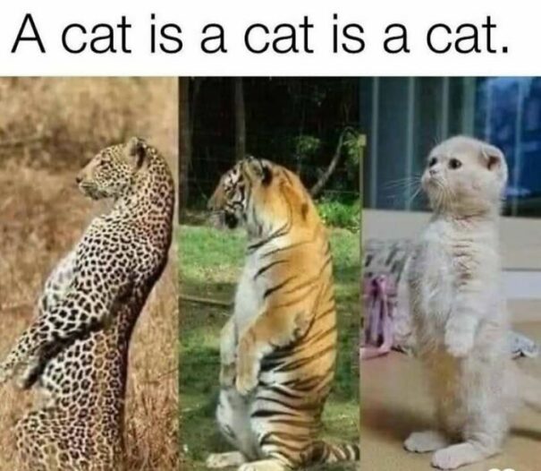 35 Wholesome Animal Memes To Help You Forget About Your Troubles For A ...
