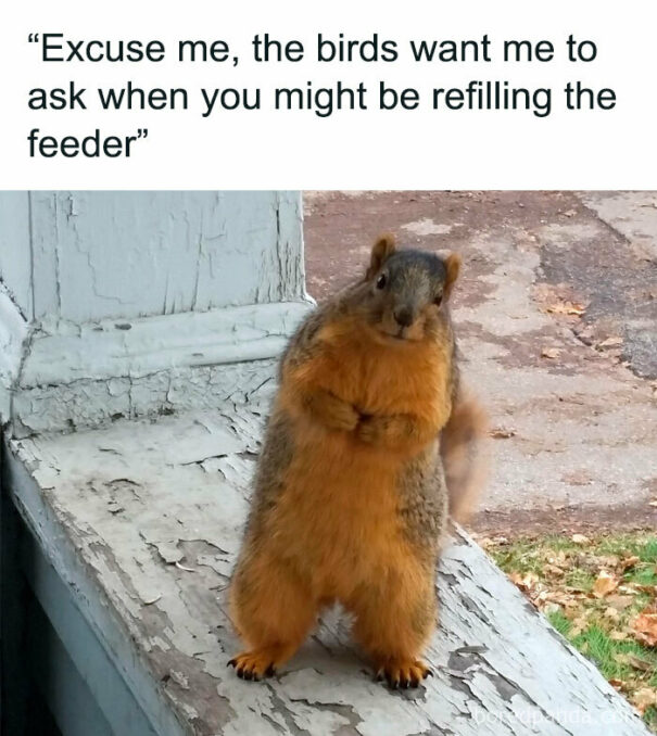 35 Wholesome Animal Memes To Help You Forget About Your Troubles For A ...