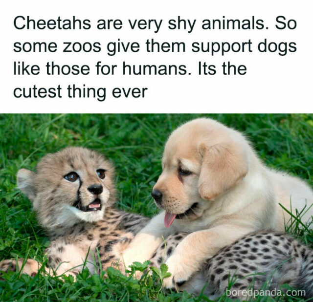 35 Wholesome Animal Memes To Help You Forget About Your Troubles For A ...