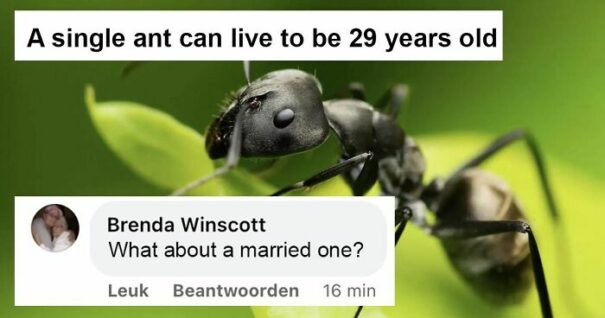 35 Wholesome Animal Memes To Help You Forget About Your Troubles For A ...