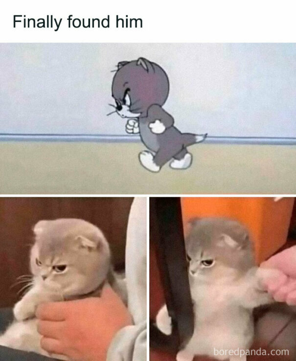 35 Wholesome Animal Memes To Help You Forget About Your Troubles For A ...