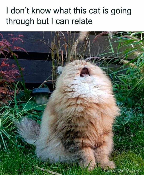 35 Wholesome Animal Memes To Help You Forget About Your Troubles For A ...