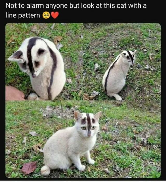 35 Wholesome Animal Memes To Help You Forget About Your Troubles For A ...