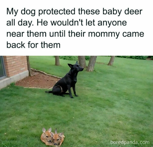 35 Wholesome Animal Memes To Help You Forget About Your Troubles For A ...