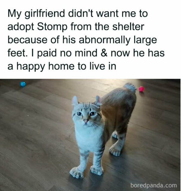 35 Wholesome Animal Memes To Help You Forget About Your Troubles For A ...