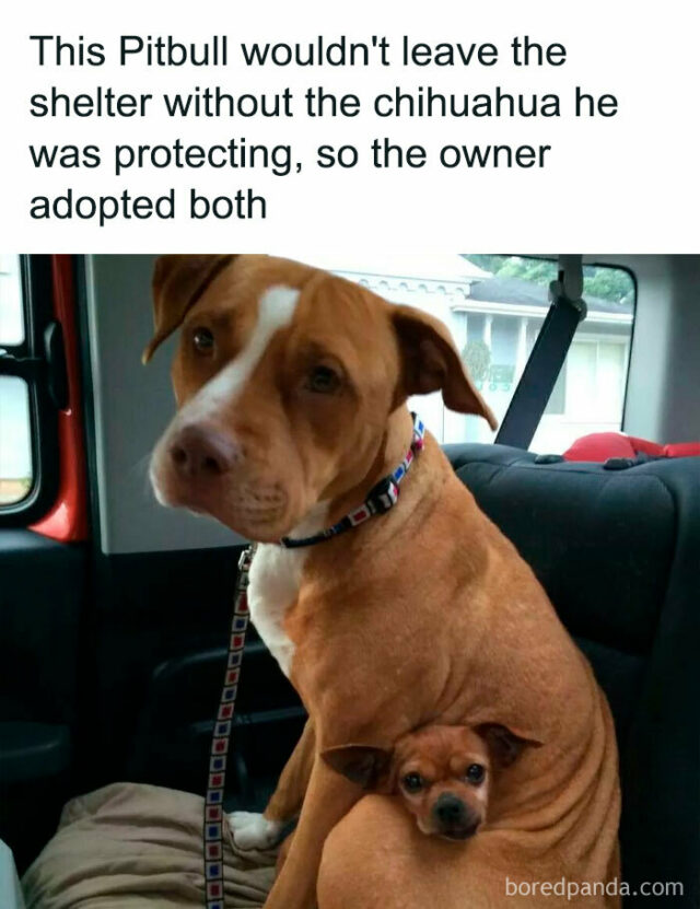 35 Wholesome Animal Memes To Help You Forget About Your Troubles For A ...