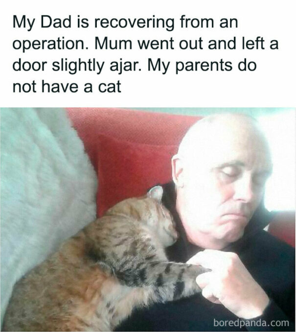 35 Wholesome Animal Memes To Help You Forget About Your Troubles For A ...