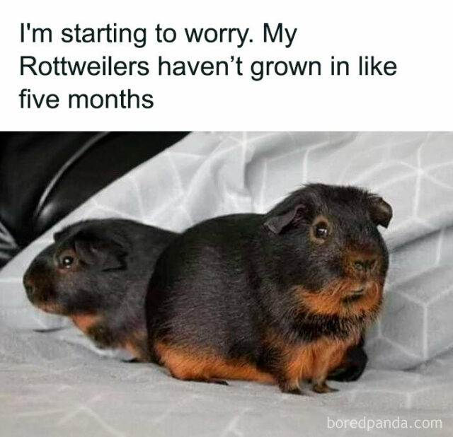 35 Wholesome Animal Memes To Help You Forget About Your Troubles For A ...