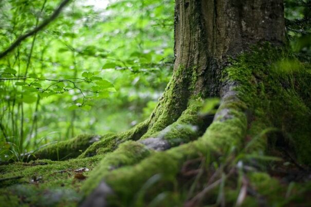 35 Odd Nature Facts That You May Have Not Known Before | DeMilked