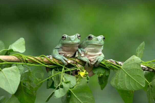 35 Odd Nature Facts That You May Have Not Known Before | DeMilked