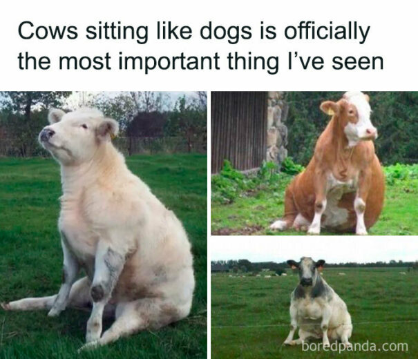 ‘Trust Me, I'm A “Biologist”': 35 Of The Best Memes Found On This ...