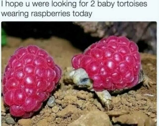 35 Culinary Memes To Make You Laugh Gastronomically | DeMilked