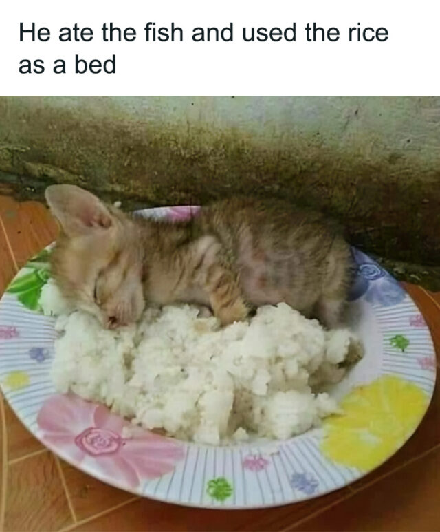 35 Culinary Memes To Make You Laugh Gastronomically | DeMilked