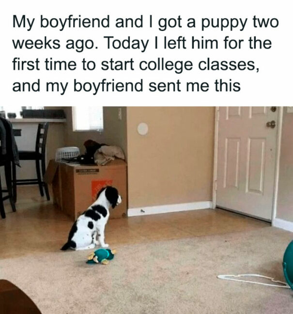 ‘Dogs Over People’: 35 Heartwarming Memes From The “Pupperish" Account ...